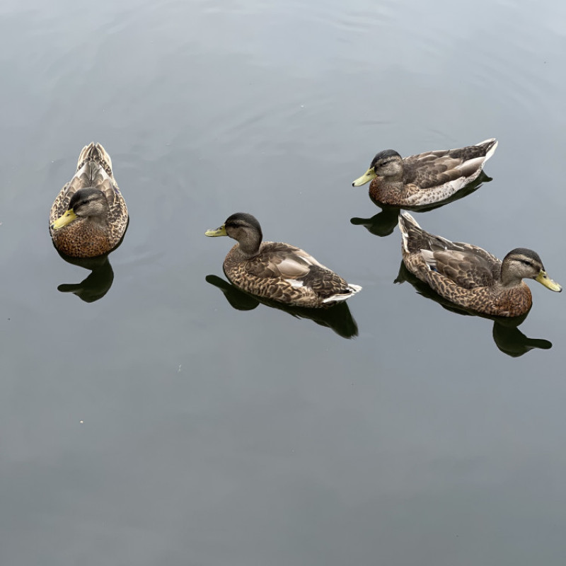 Random Hills Community Association